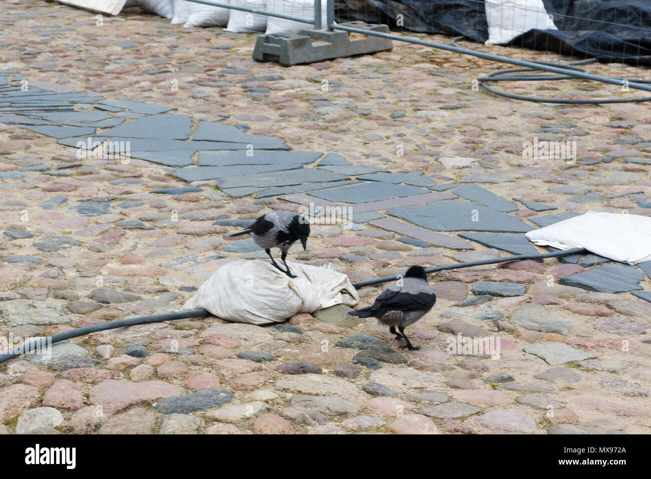 gray crows frequent visitors in European cities Stock Photo - Alamy