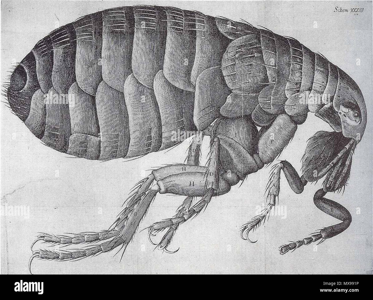 . Engraving of a flea from Robert Hooke's 1665 Micrographia, funded by ...