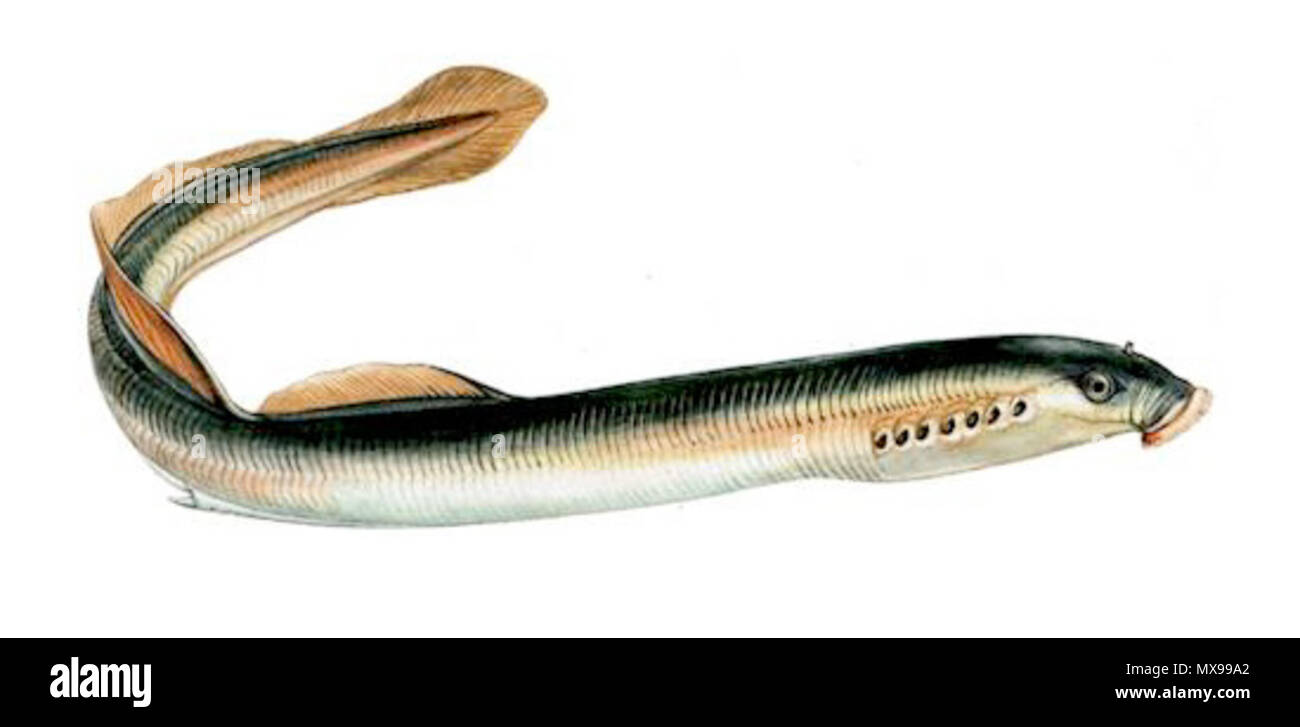 Parasitic like Cut Out Stock Images & Pictures - Alamy