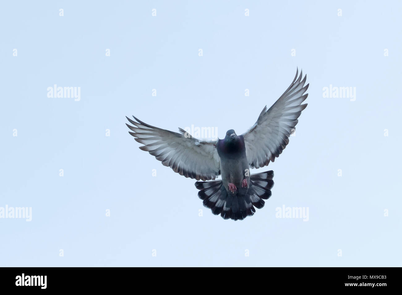 Pigeon upper body hi-res stock photography and images - Alamy