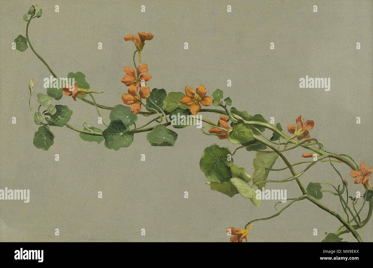 . Jean-Philippe George-Julliard (1818–1888): Kapuzinerkresse. Öl auf ...