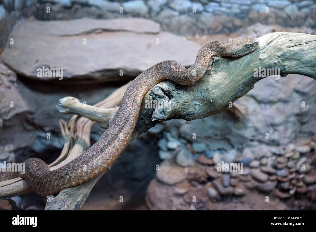 HERAKLION, GREECE - CIRCA MAY 2018 Snake in Natural History museum ...