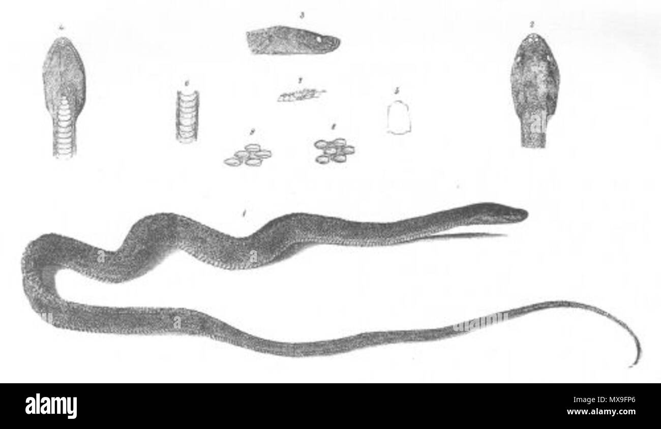 Animal depicted Cut Out Stock Images & Pictures - Alamy