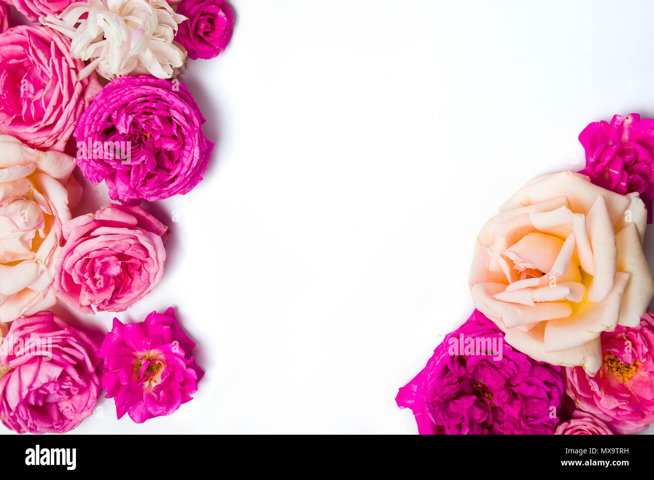 Colorful roses arrangement with copy space on white Stock Photo - Alamy