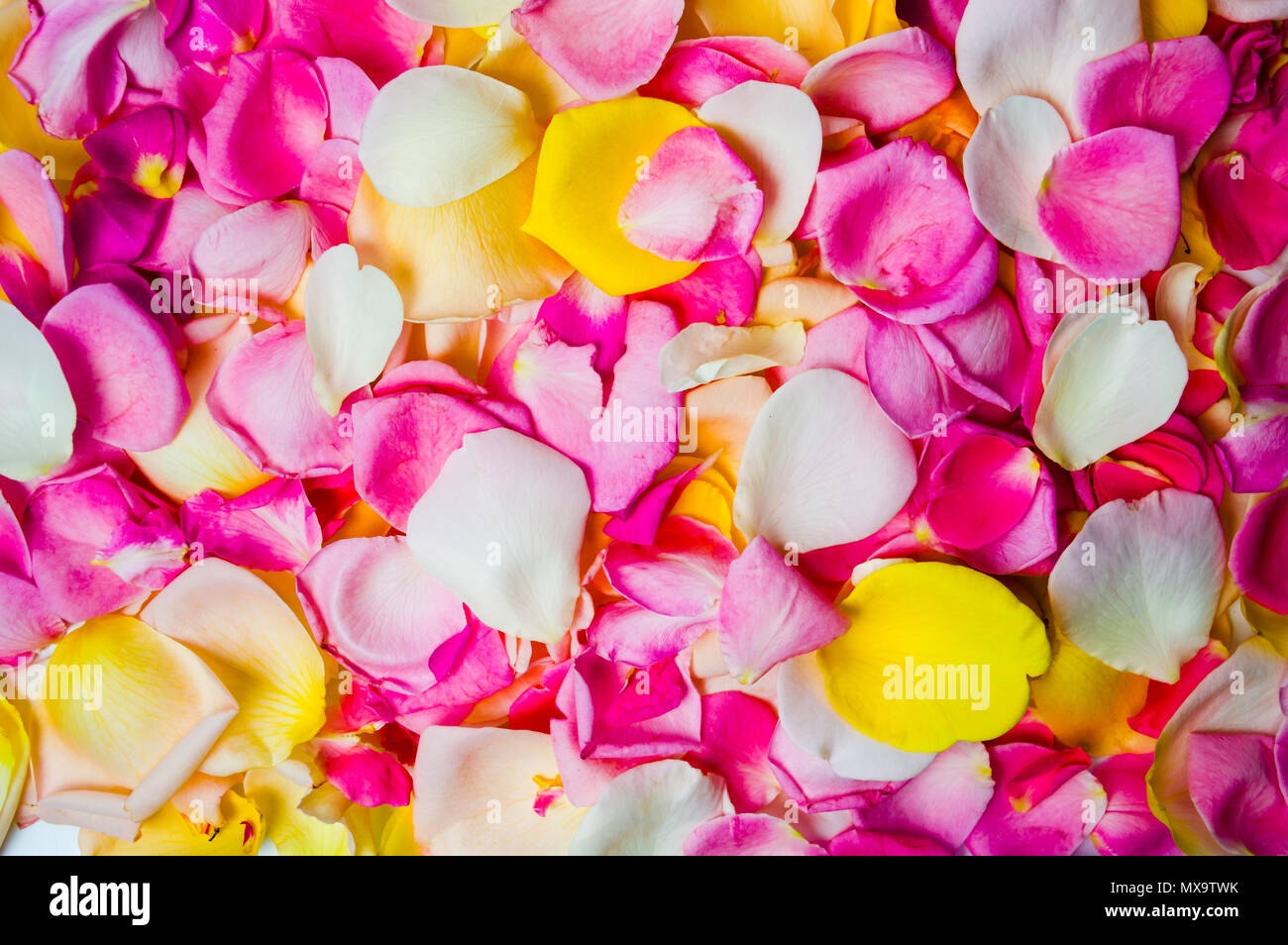 Rose flower background hi-res stock photography and images - Alamy