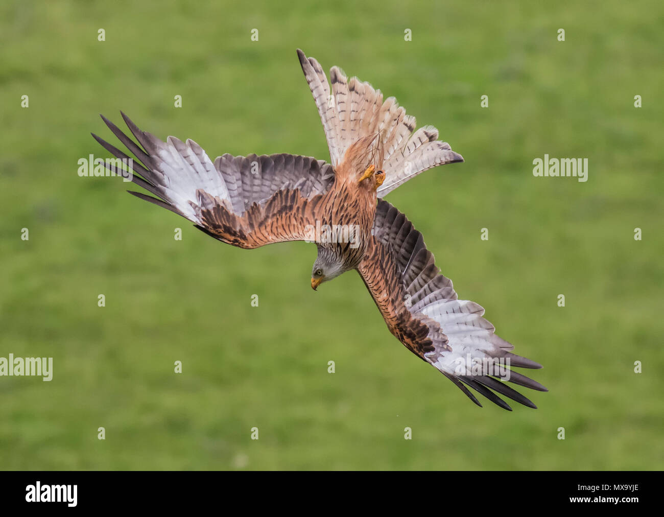 Red Kite in Flight Stock Photo - Alamy
