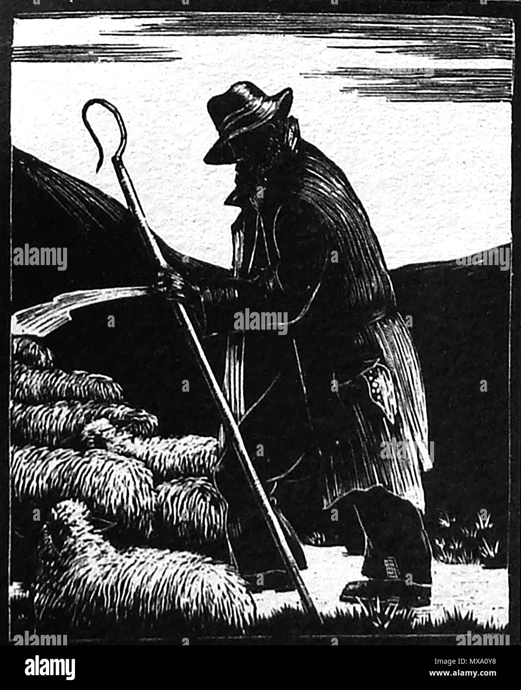 How To Cut A English Shepherd