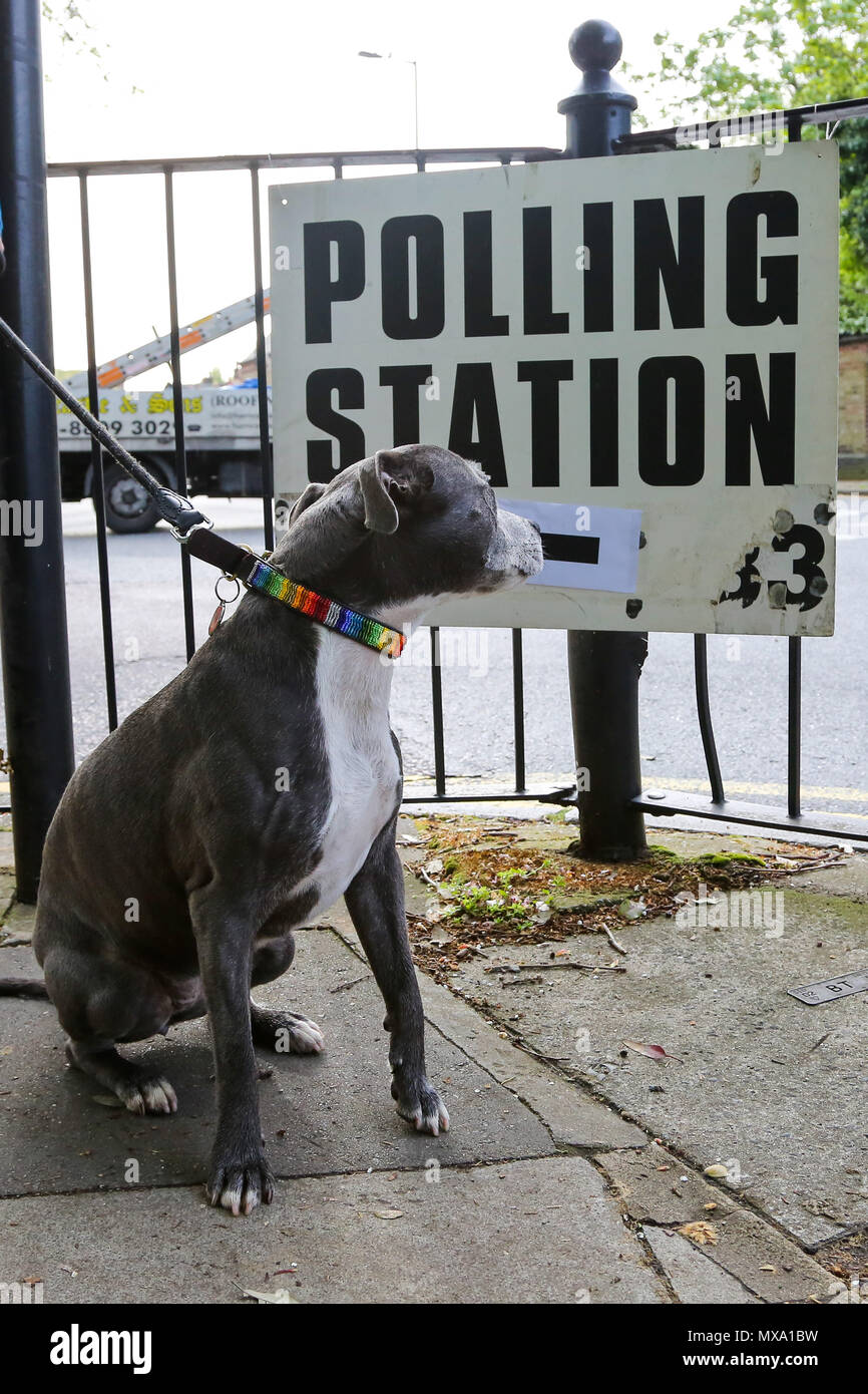 Dogs at the polling station in north London as local elections are ...