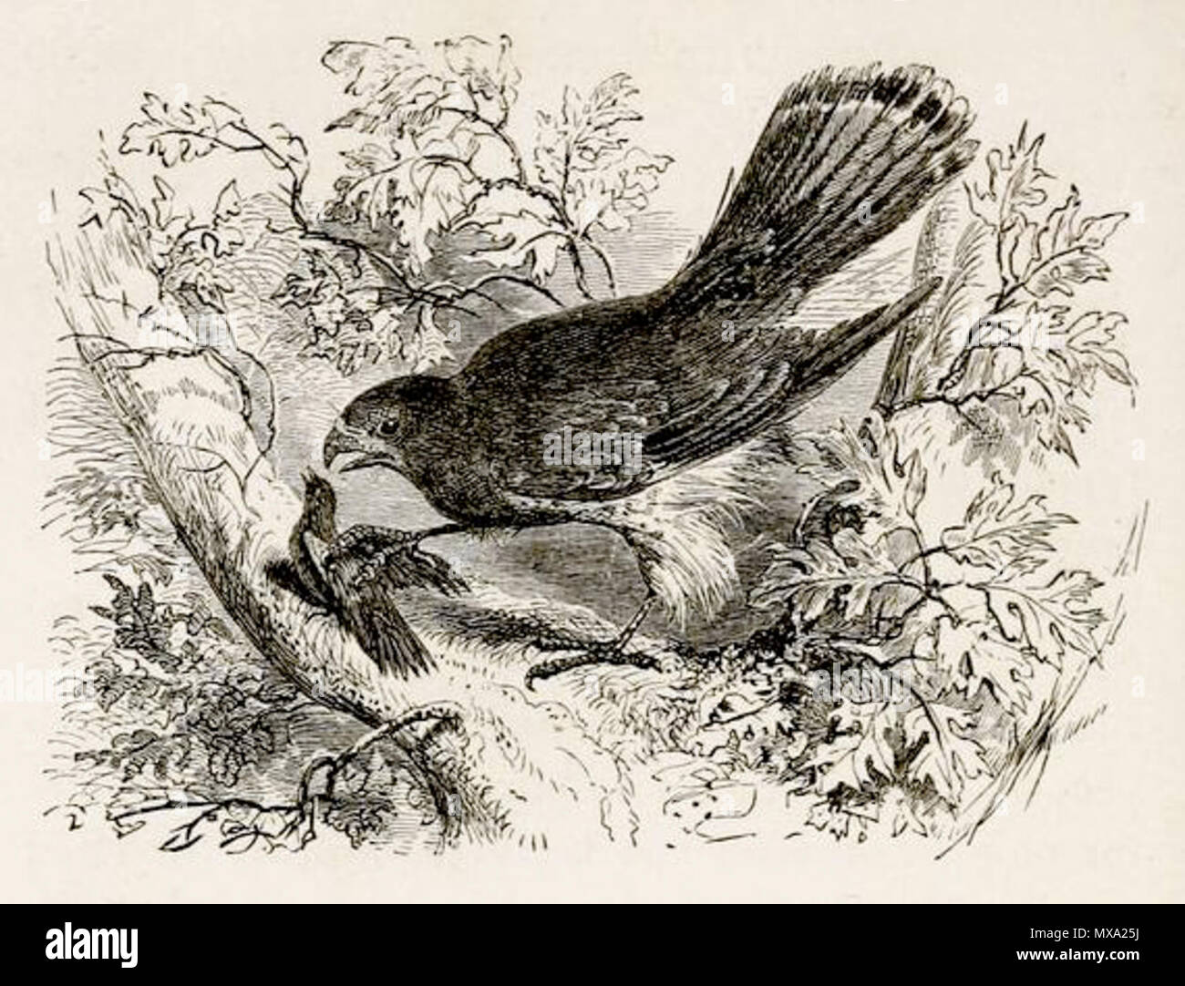 . English: Henry Walker Herrick's illustration of the fable of the Hawk ...