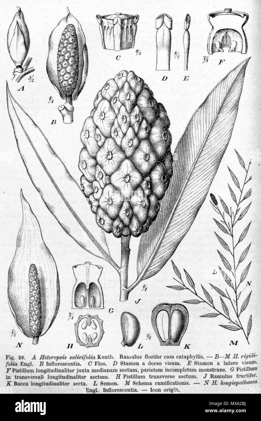 . English: Heteropsis salicifolia botanical drawing . 1905. Adolf ...