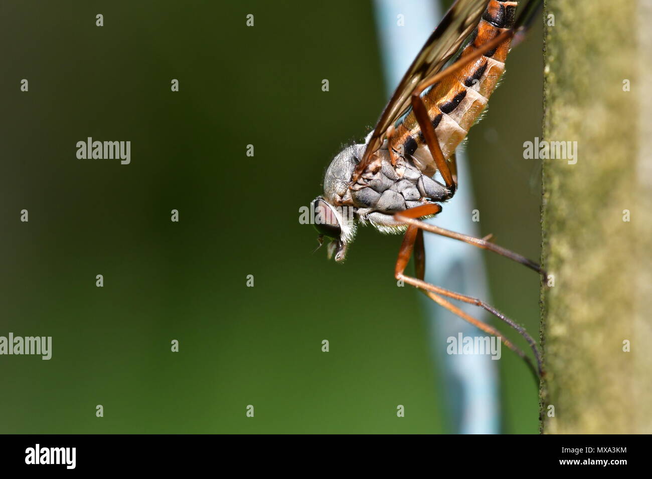 Downlooker snipe fly in uk Stock Photo - Alamy