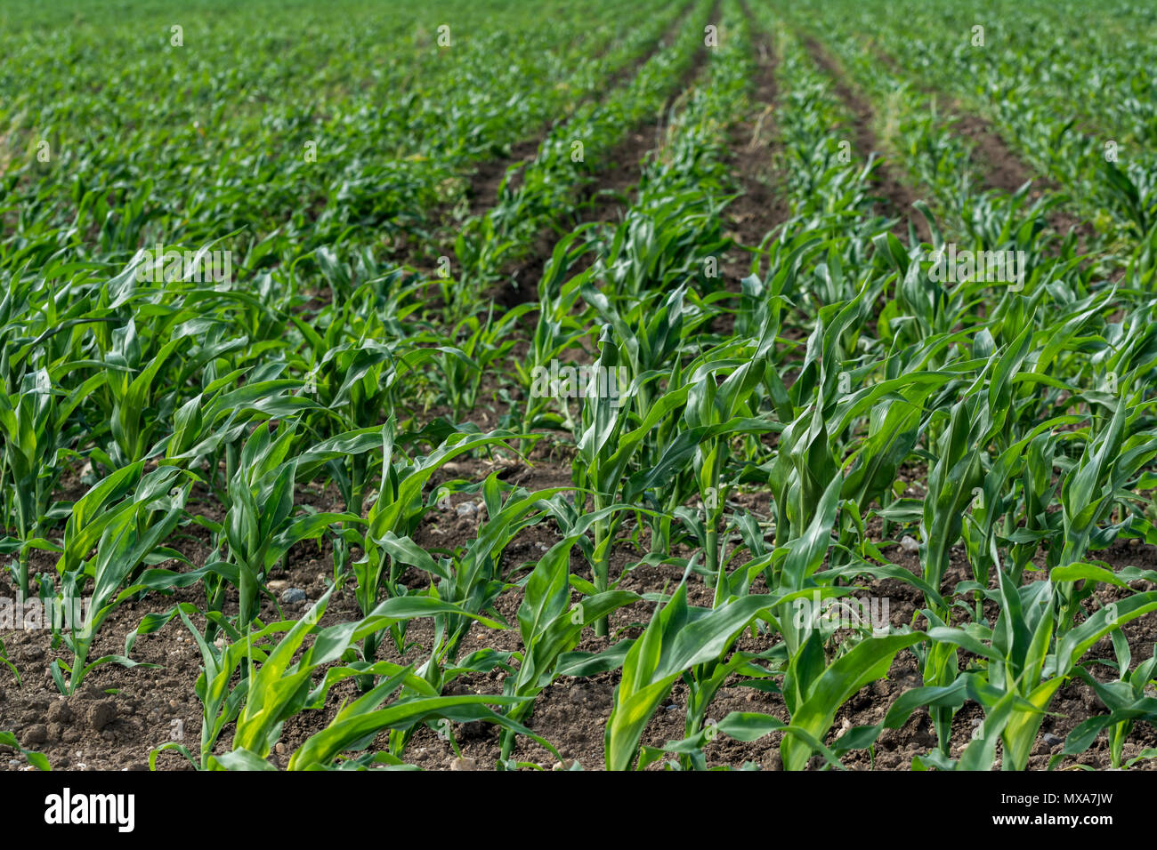 Young corn on the field, corn field in the spring Stock Photo - Alamy