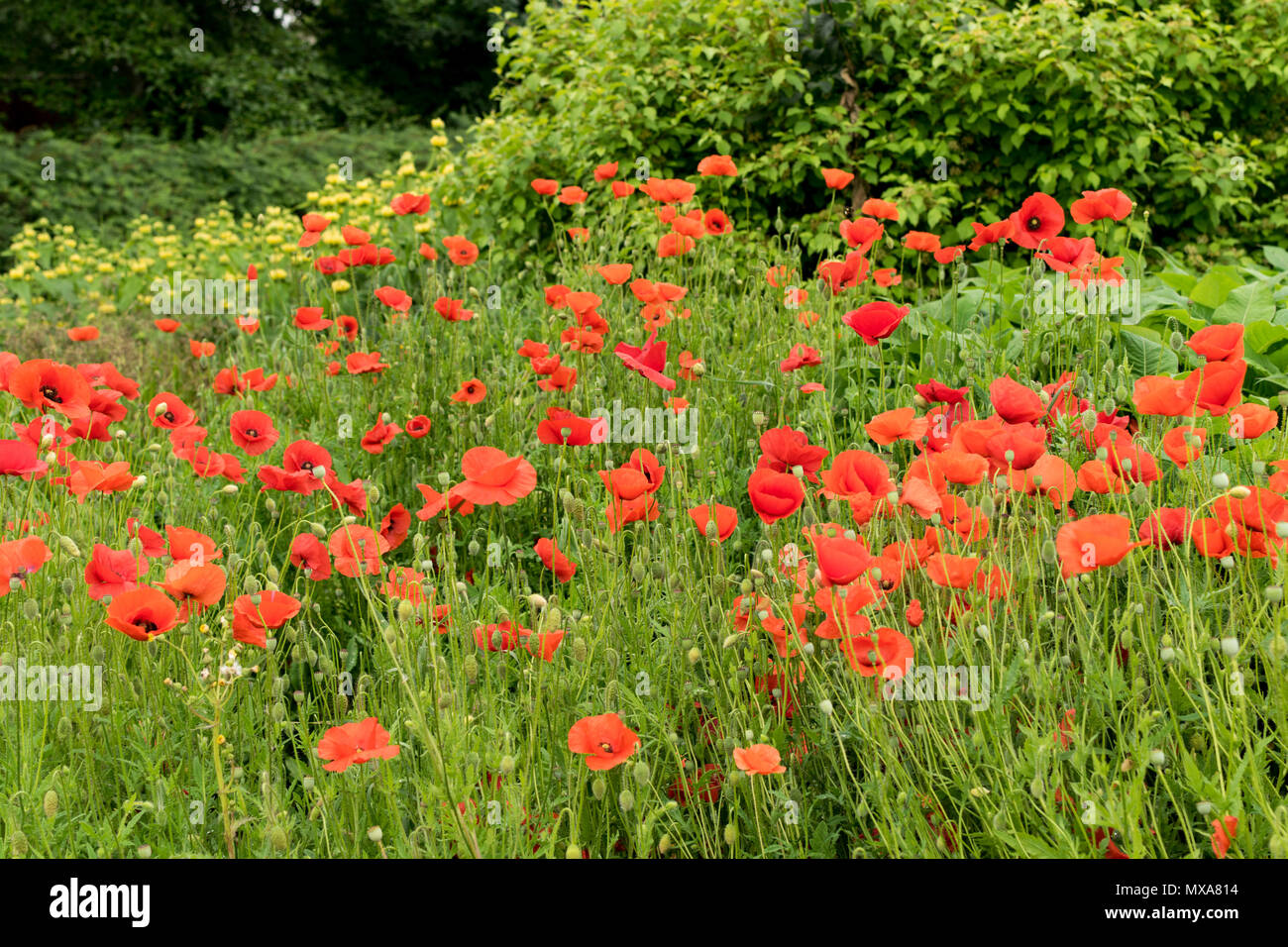 Flanders flowers hi-res stock photography and images - Alamy