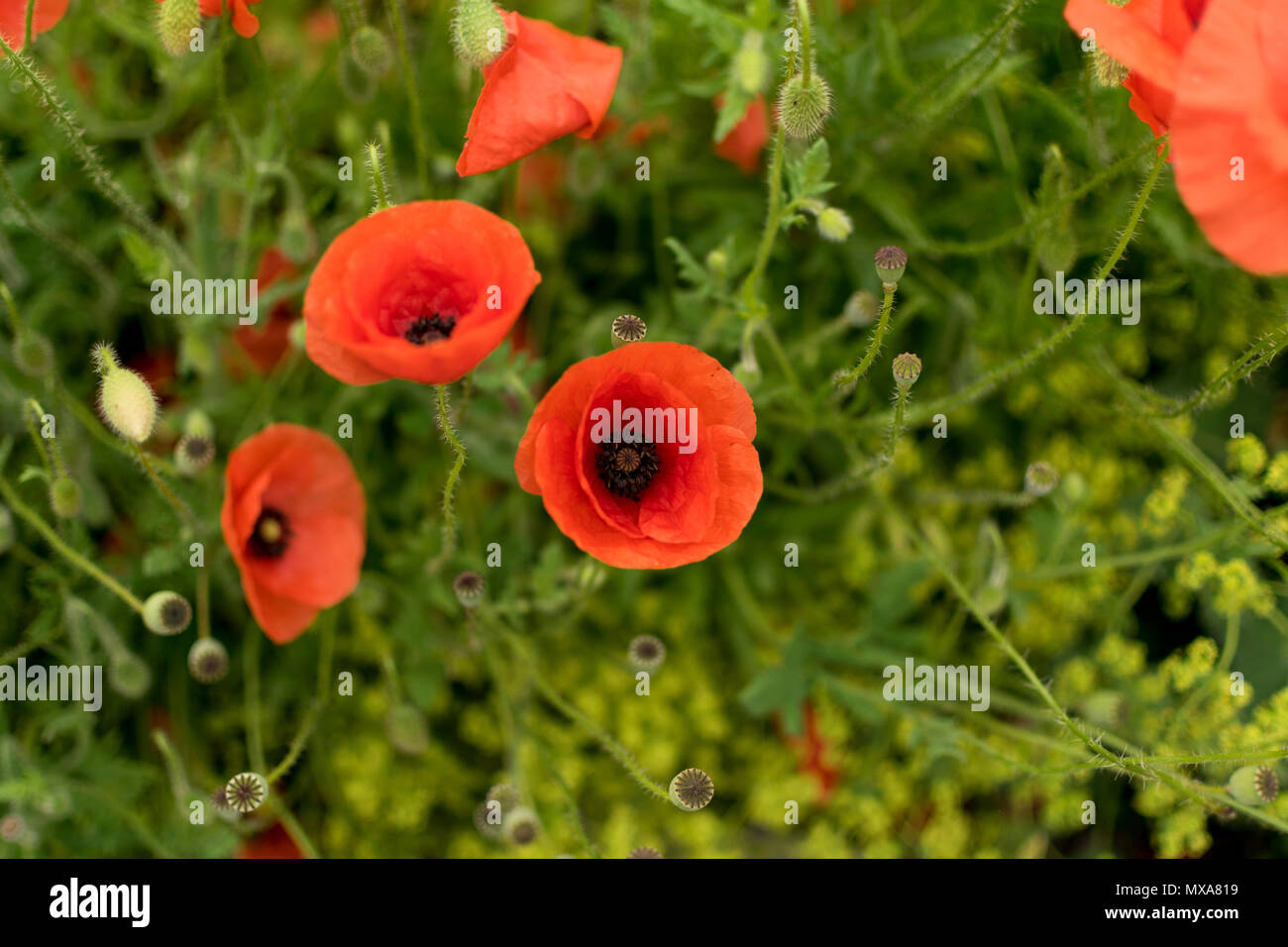 Poppy fields flanders hi-res stock photography and images - Alamy