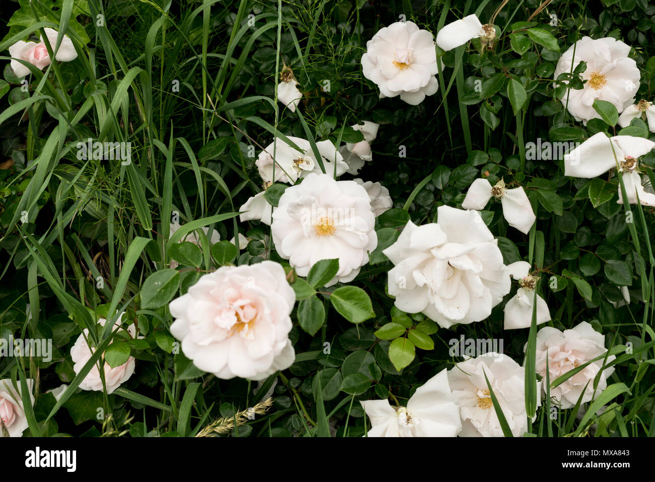 White wild roses hi-res stock photography and images - Alamy