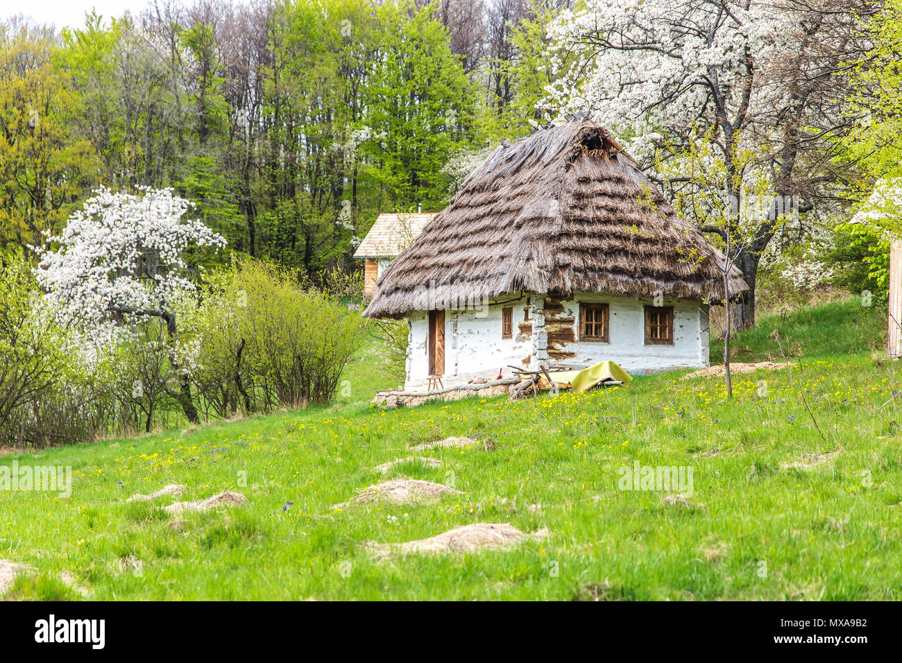 old natural style wooden cottage with straw roof in woodland landscape ...