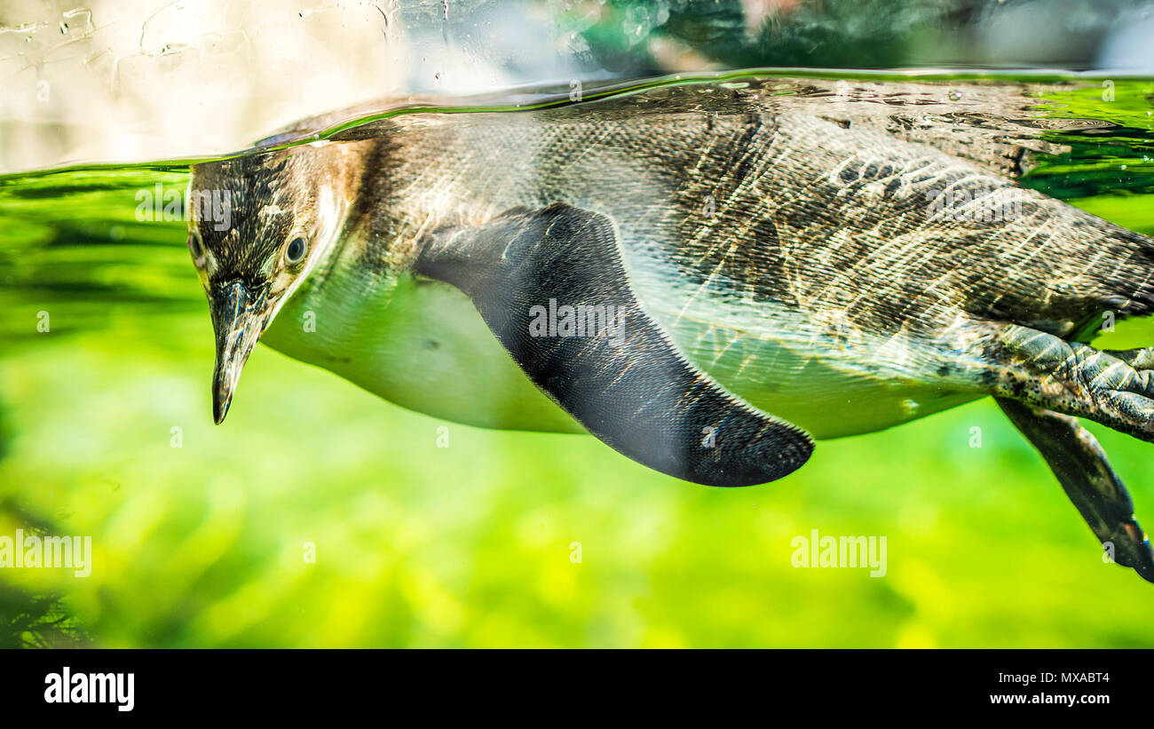 Penguin in a pool hi-res stock photography and images - Alamy