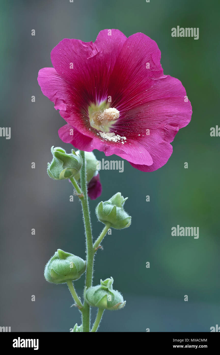 Common hollyhock (Alcea rosea Stock Photo - Alamy
