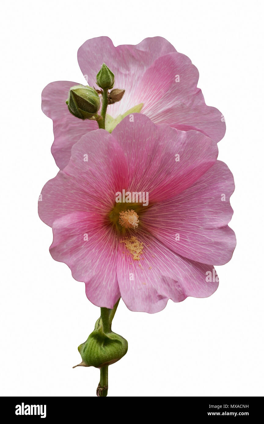 Common hollyhock (Alcea rosea). Image of flowers isolated on white ...