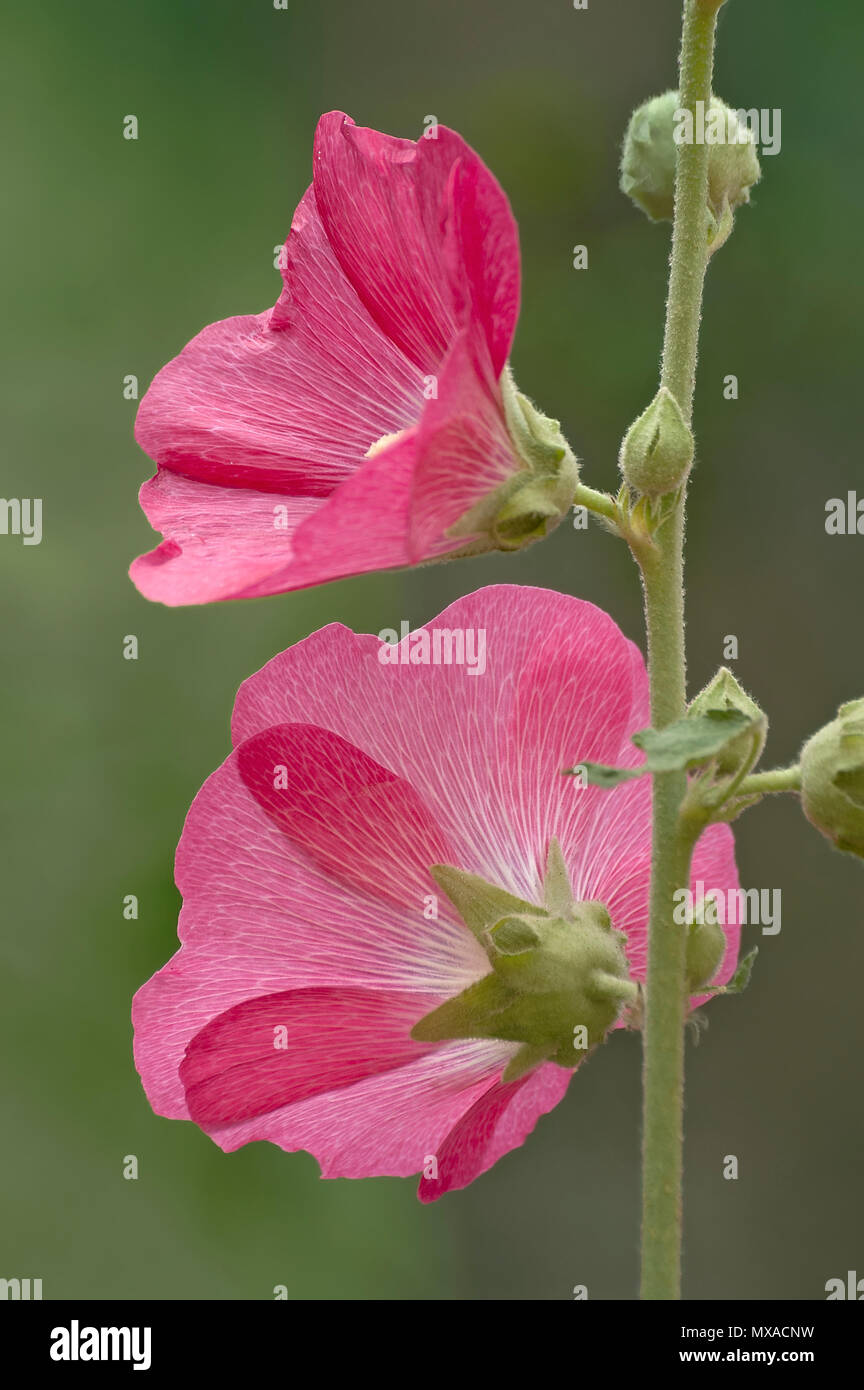 Common hollyhock (Alcea rosea Stock Photo - Alamy