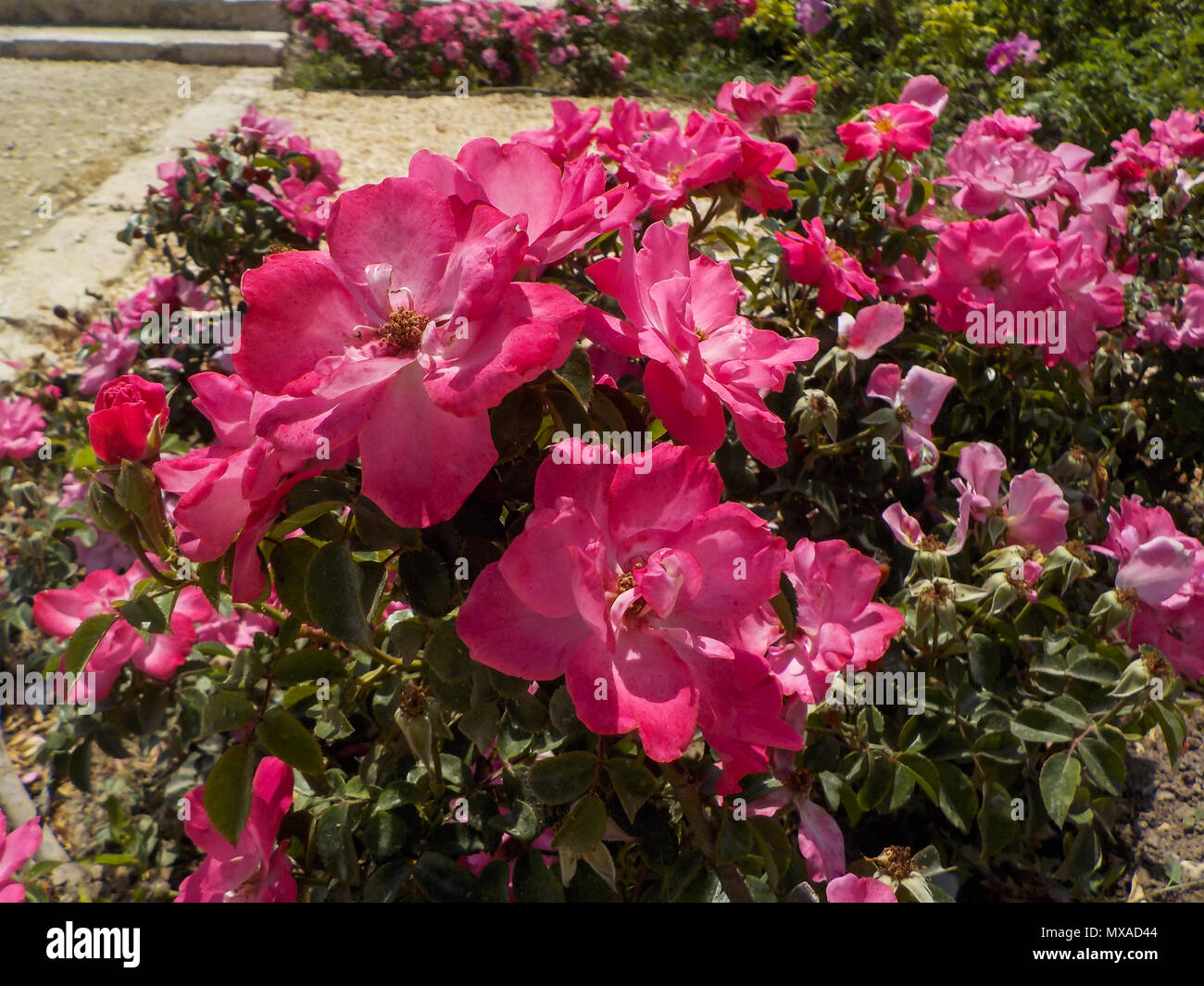 Rose garden in the Viveros urban park in Valencia Stock Photo - Alamy