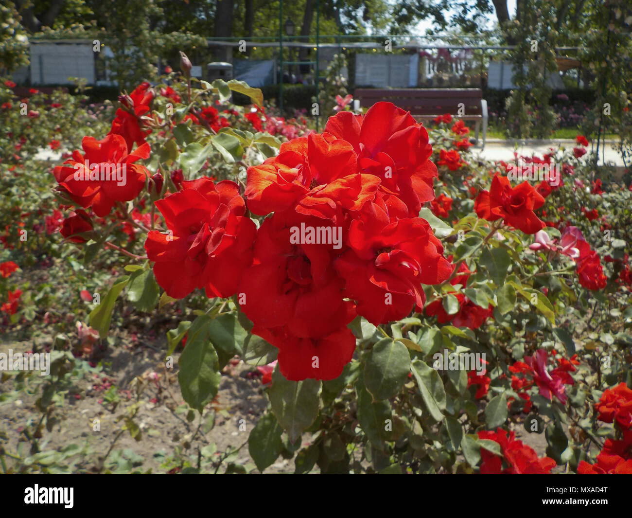 Rose garden in the Viveros urban park in Valencia Stock Photo - Alamy