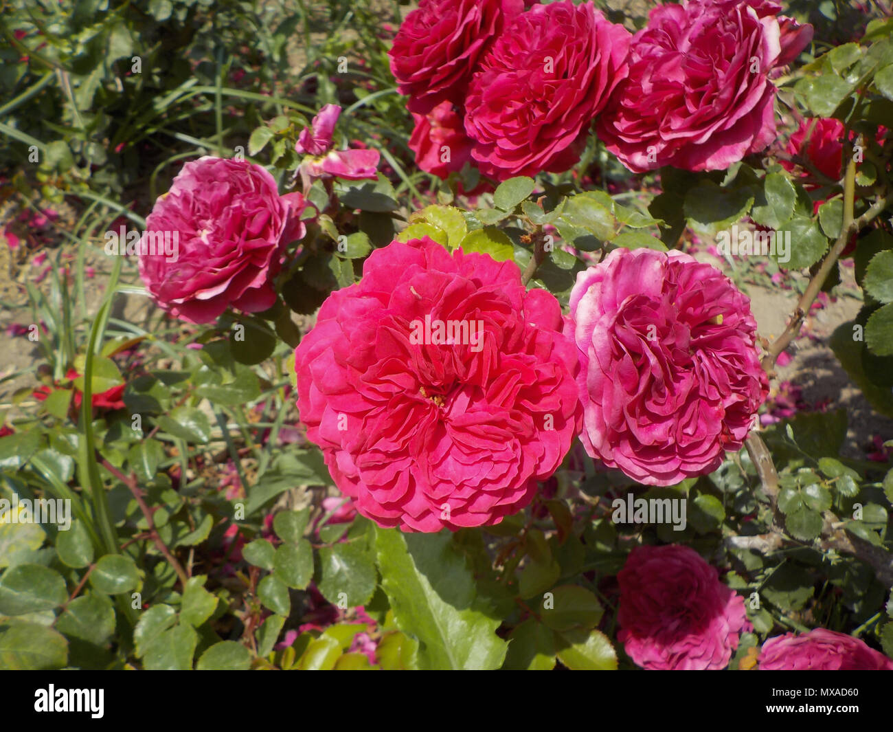 Rose garden in the Viveros urban park in Valencia Stock Photo - Alamy