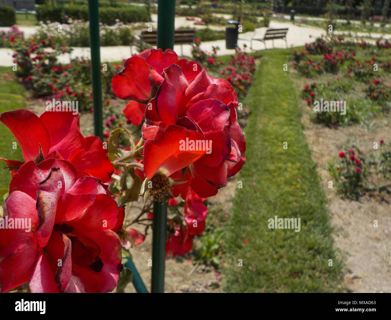 Rose garden in the Viveros urban park in Valencia Stock Photo - Alamy