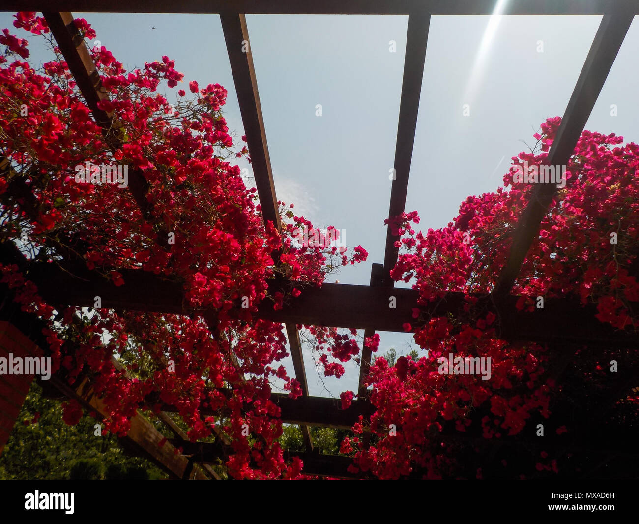 Rose garden in the Viveros urban park in Valencia Stock Photo - Alamy