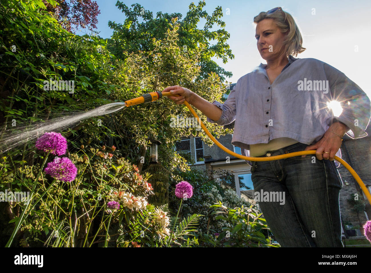 A lady waters her garden with the summer sunshine bursting through with ...
