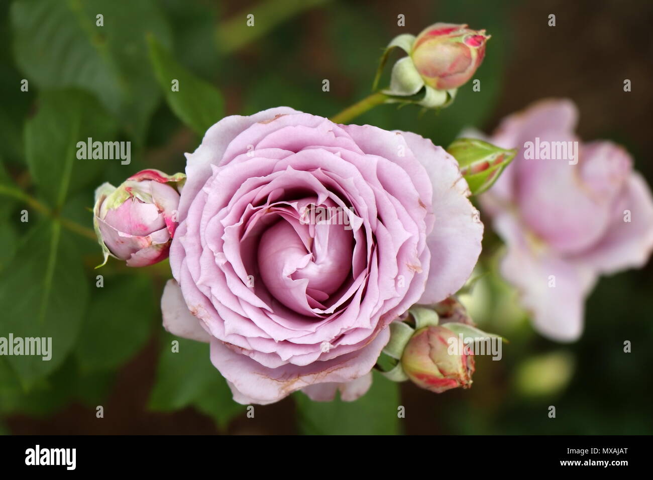Pale grey pink rose and three buds around Stock Photo - Alamy
