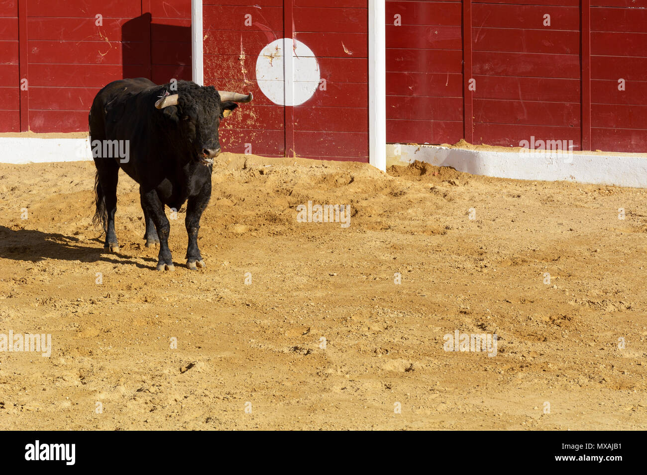 Fighting bull in the arena of a bullring. Spain Stock Photo - Alamy