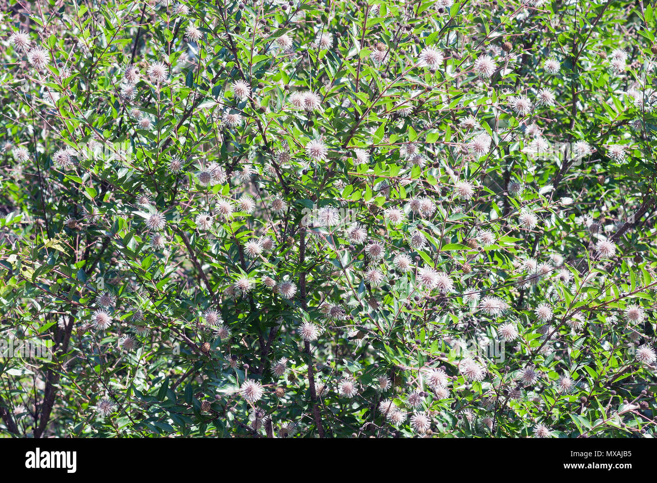 Chinese buttonbush (Adina rubella). Known as Glossy adina also Stock ...
