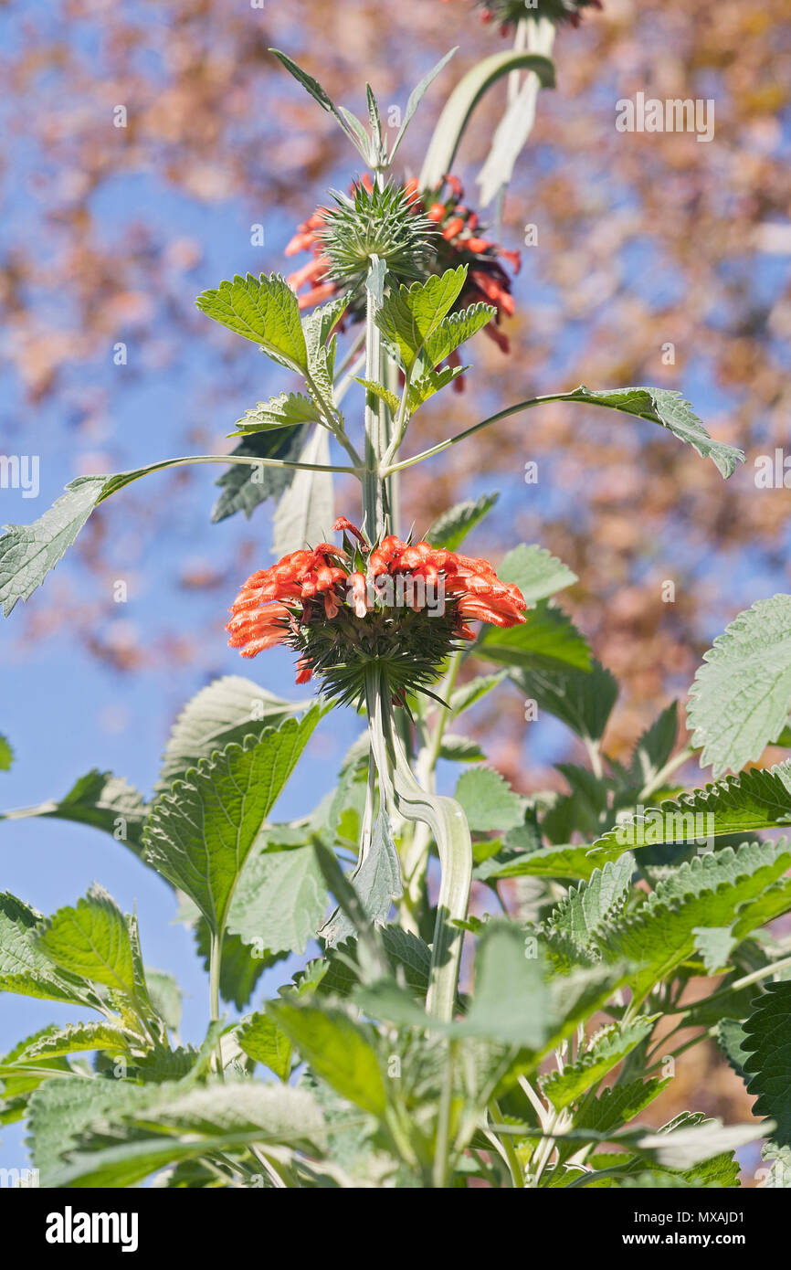Lion's tail (Leonotis leonurus). Known also as Wild dagga Stock Photo ...