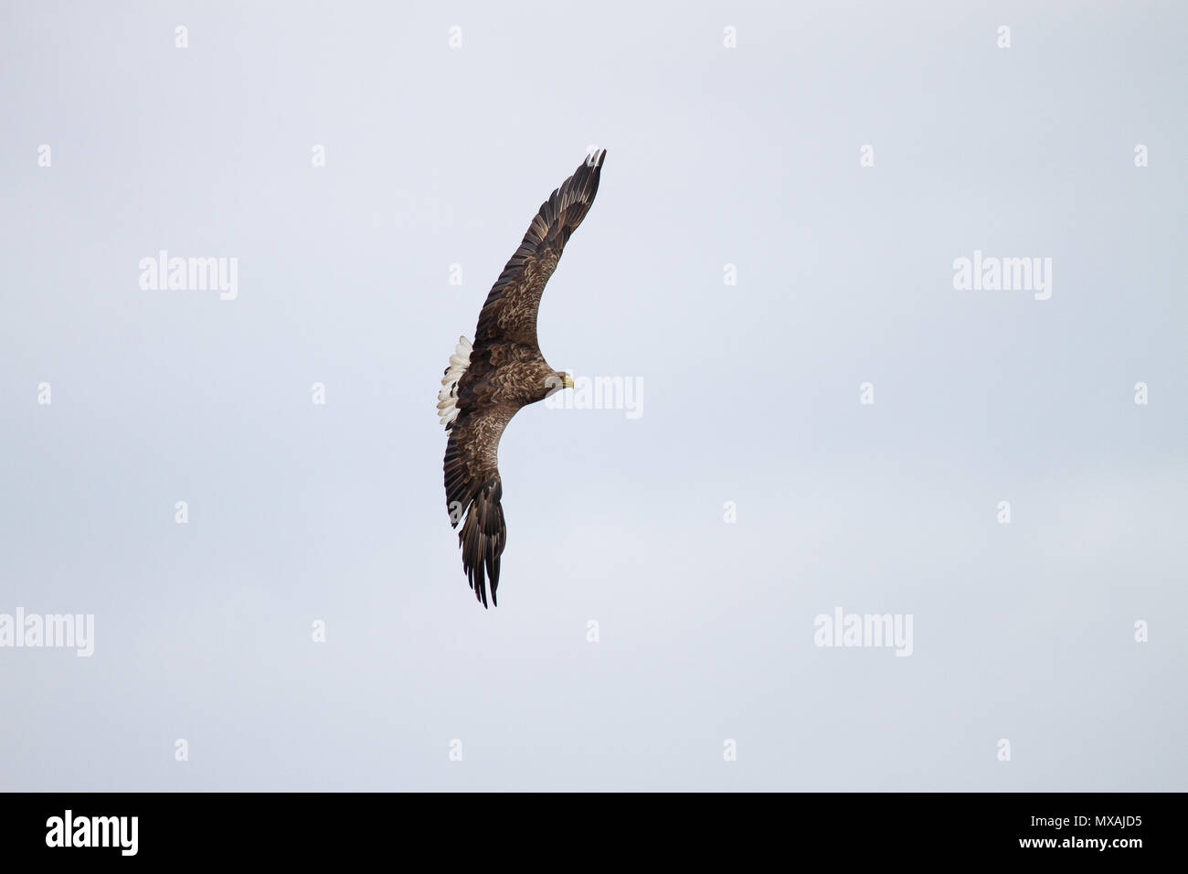 White - tailed eagle in flight Stock Photo - Alamy