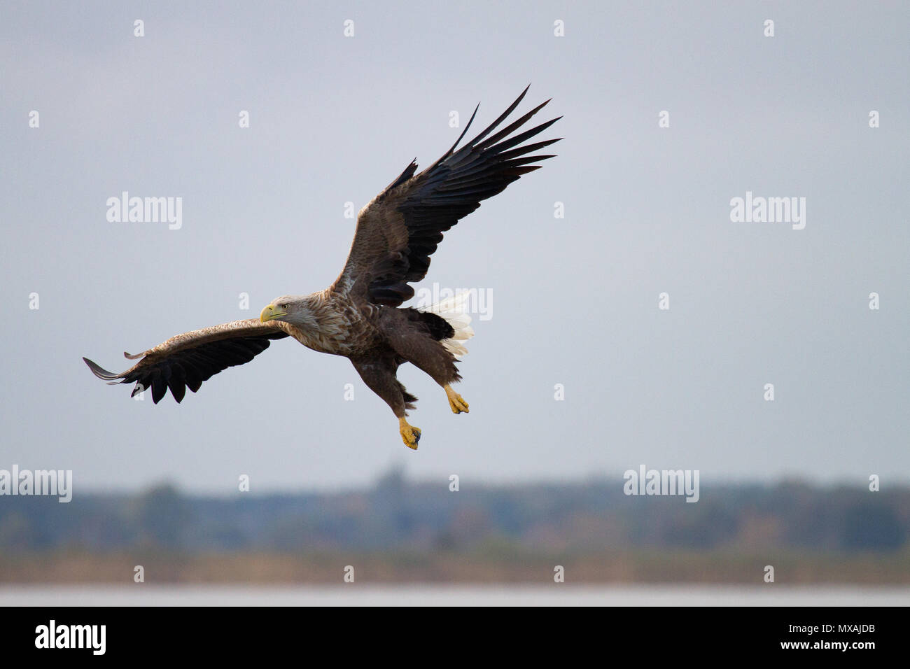 White - tailed eagle in flight Stock Photo - Alamy