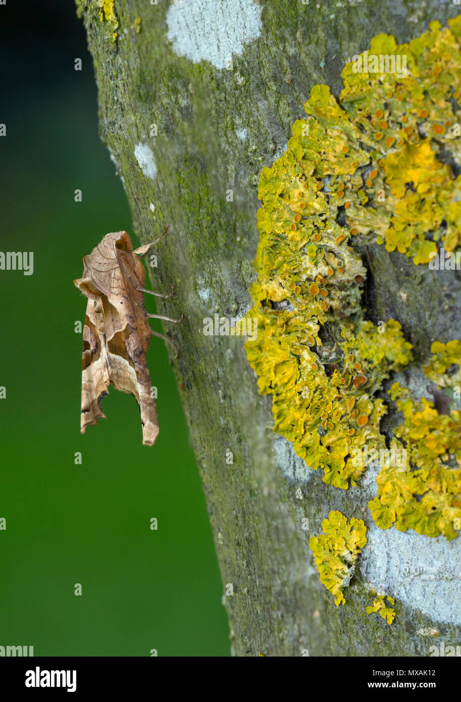 Moth wings folded hi-res stock photography and images - Alamy