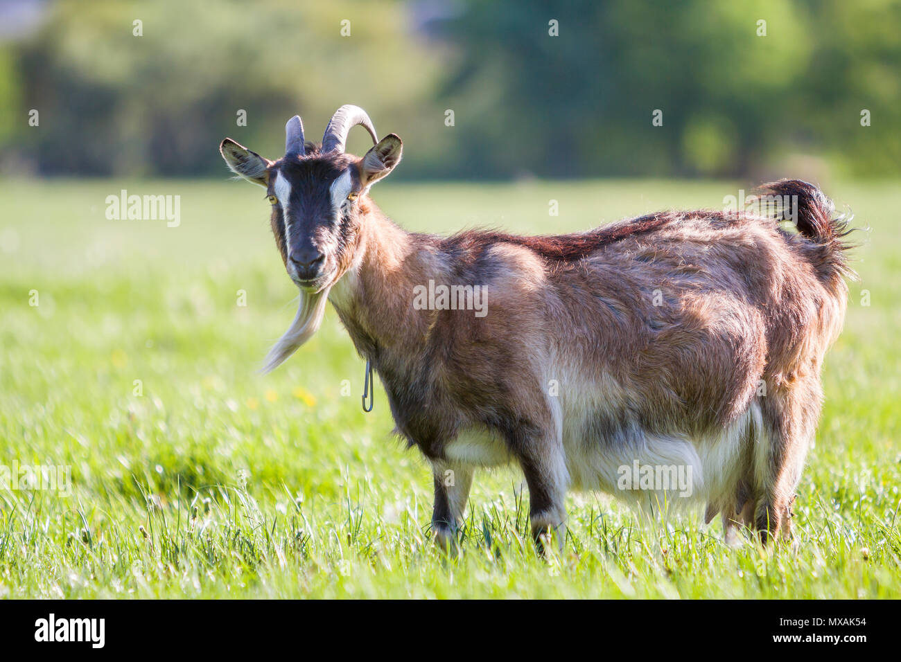 Serious goat hi-res stock photography and images - Alamy