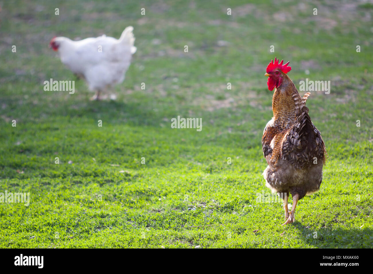 Grown healthy white hen and big brown rooster feeding on fresh first ...