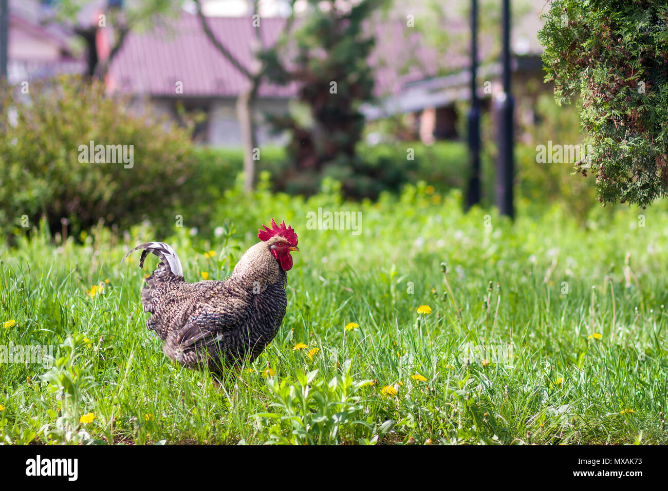 Close-up of nice big grown gray hen standing in high fresh grass on ...