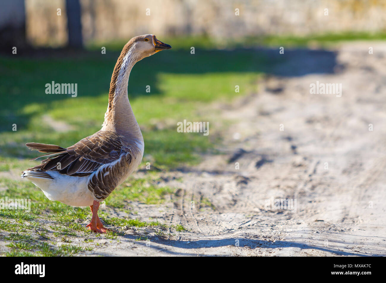 Side view of white-gray domestic full-grown fat healthy goose standing ...