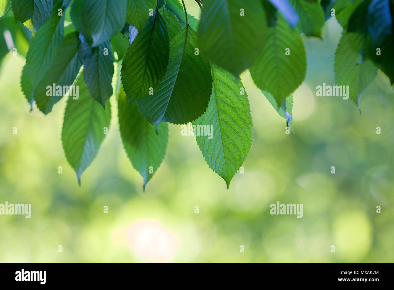 Close-up of beautiful fresh shiny cherry leaves lit by sun hanging like ...