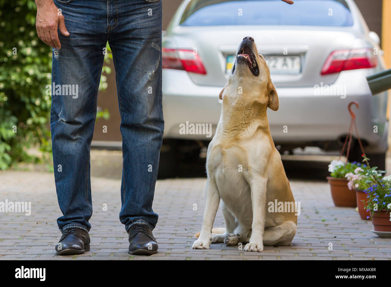 Rear view cute labrador retriever hi-res stock photography and images ...