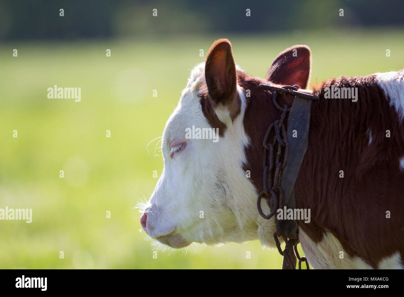 Close-up profile portrait of white and brown calf with chain on neck on ...
