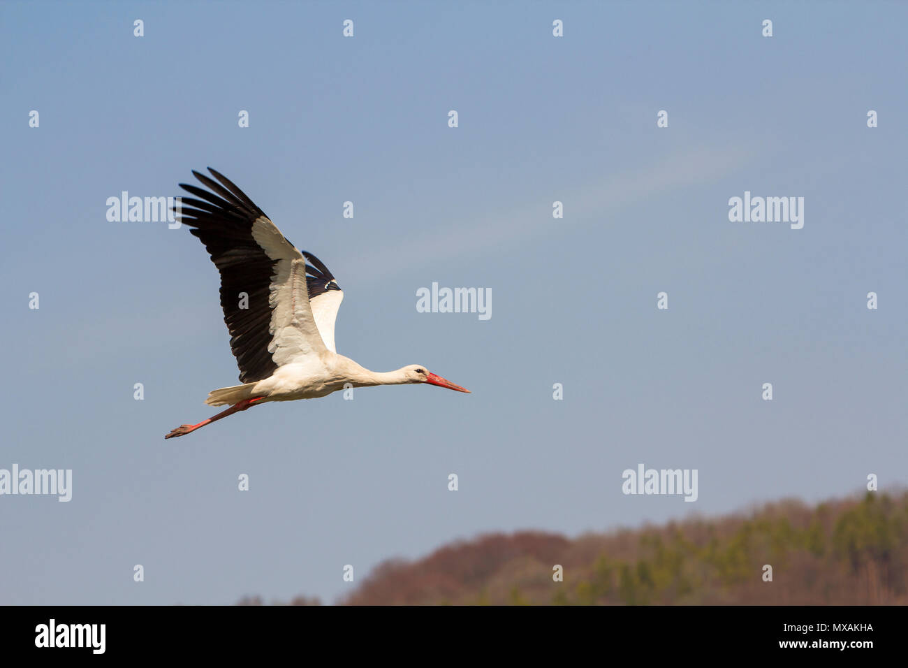Elegant beautiful white stork bird with spread wings, black tail and ...