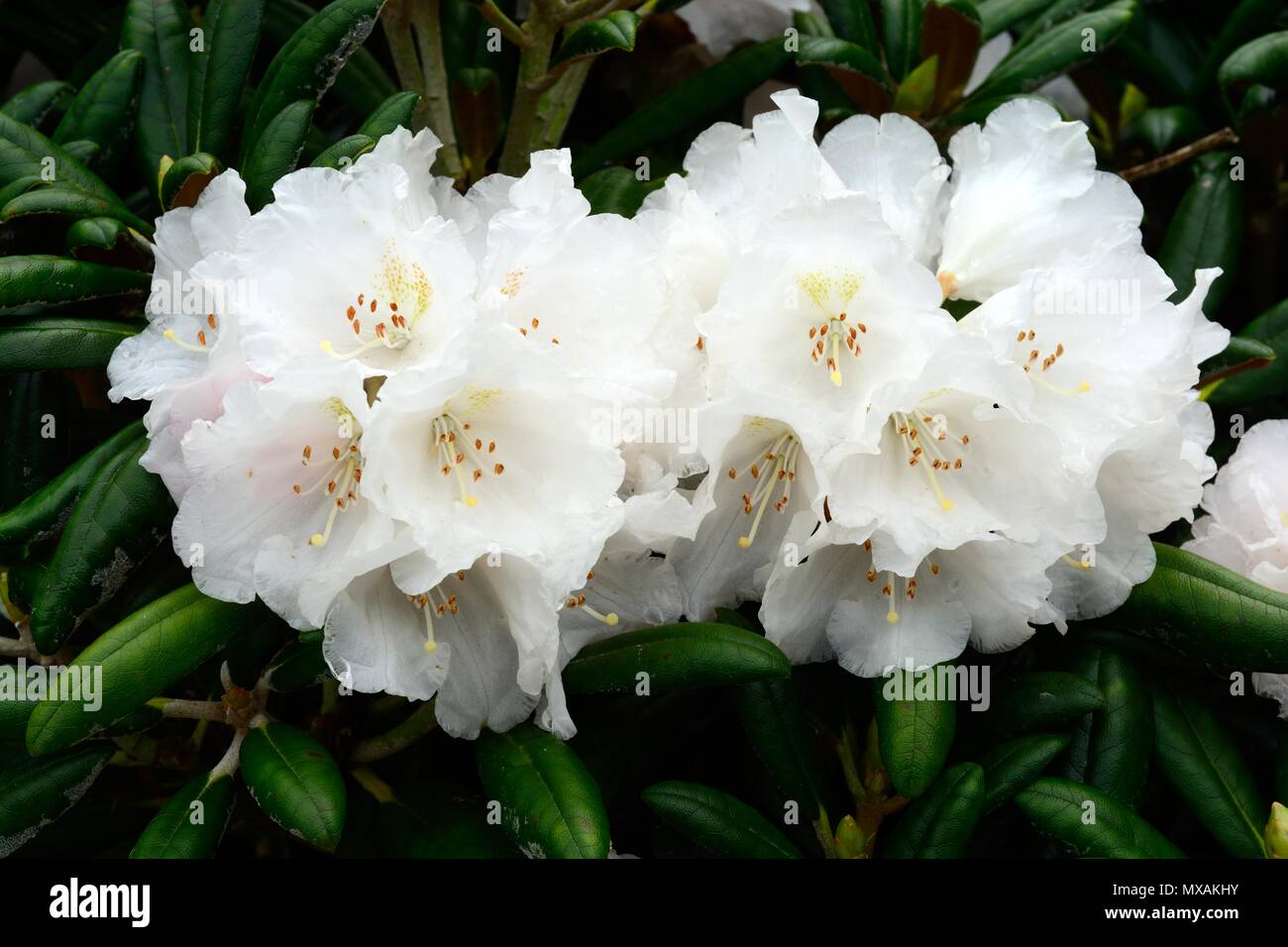 Trusses of pure white flowers of Rhododendron Yakushimanum Koichrio ...