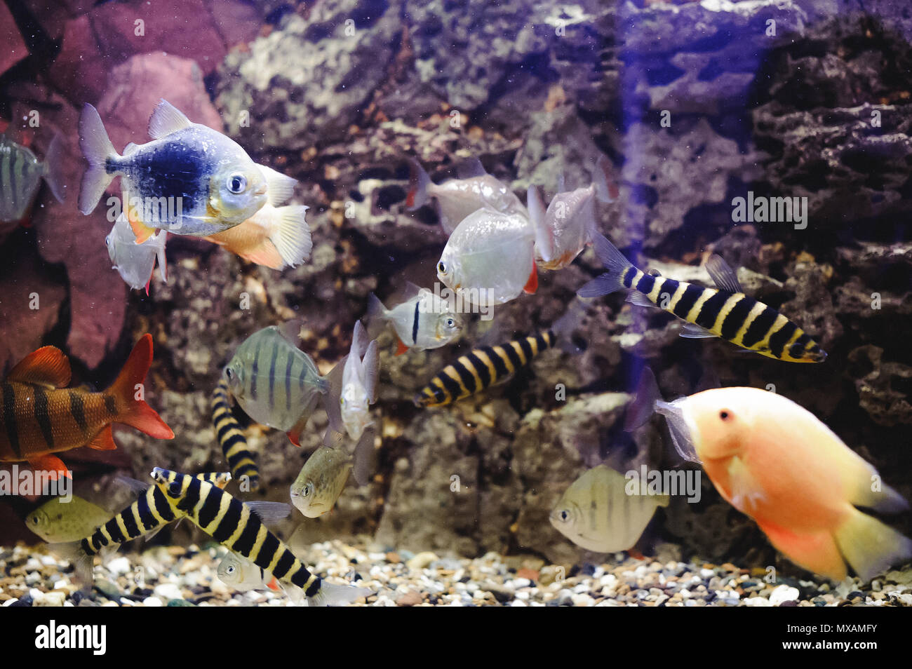 beautiful exotic large aquarium fish swimming in the water, marine life ...
