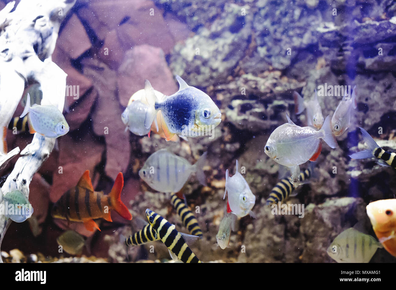 beautiful exotic large aquarium fish swimming in the water, marine life ...