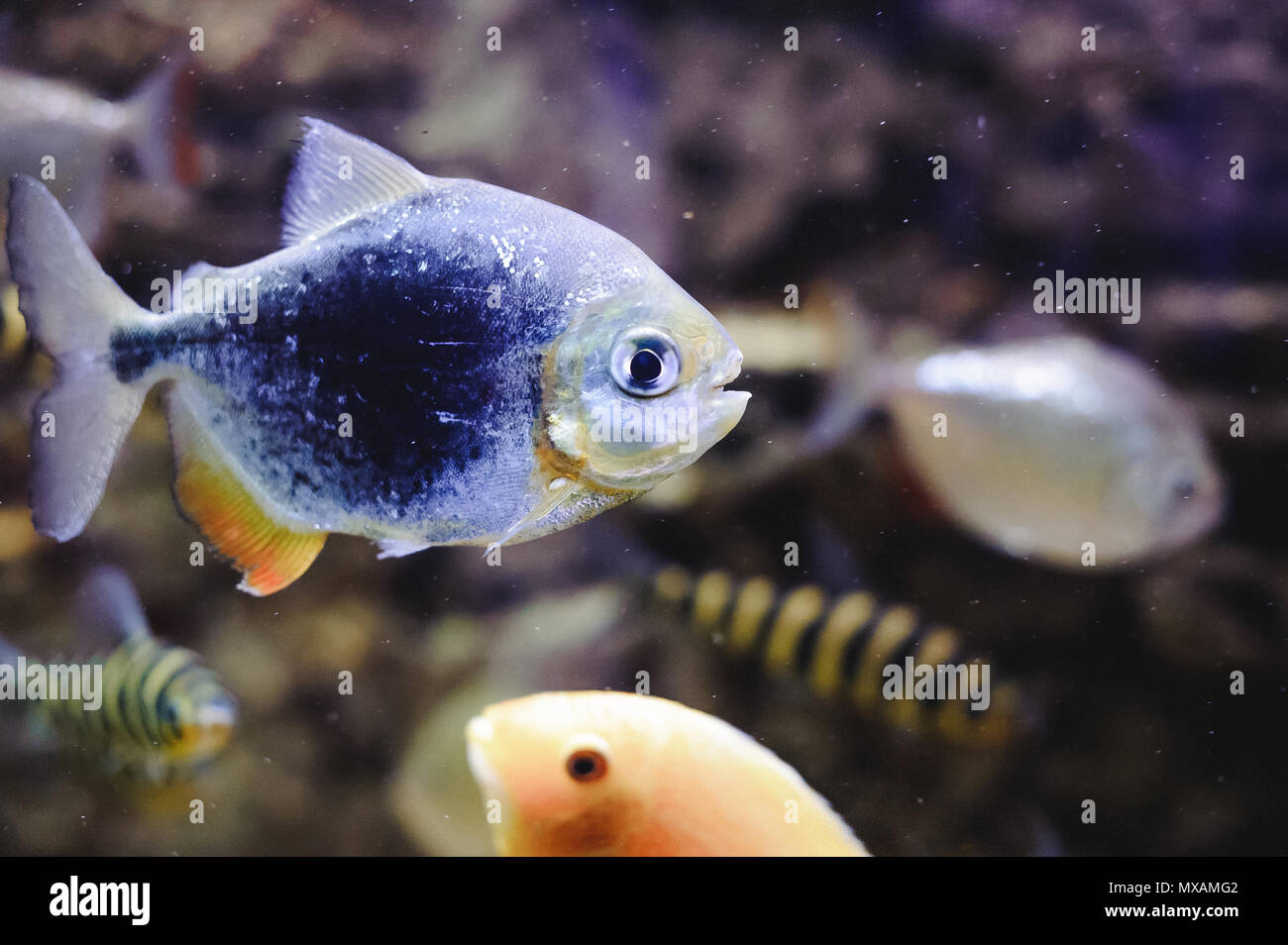 beautiful exotic large aquarium fish swimming in the water, marine life ...