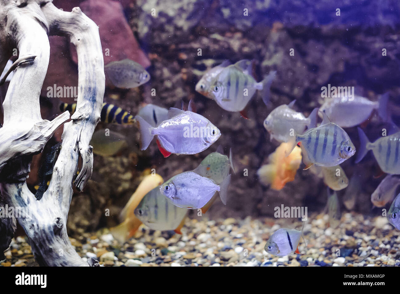 beautiful exotic large aquarium fish swimming in the water, marine life ...